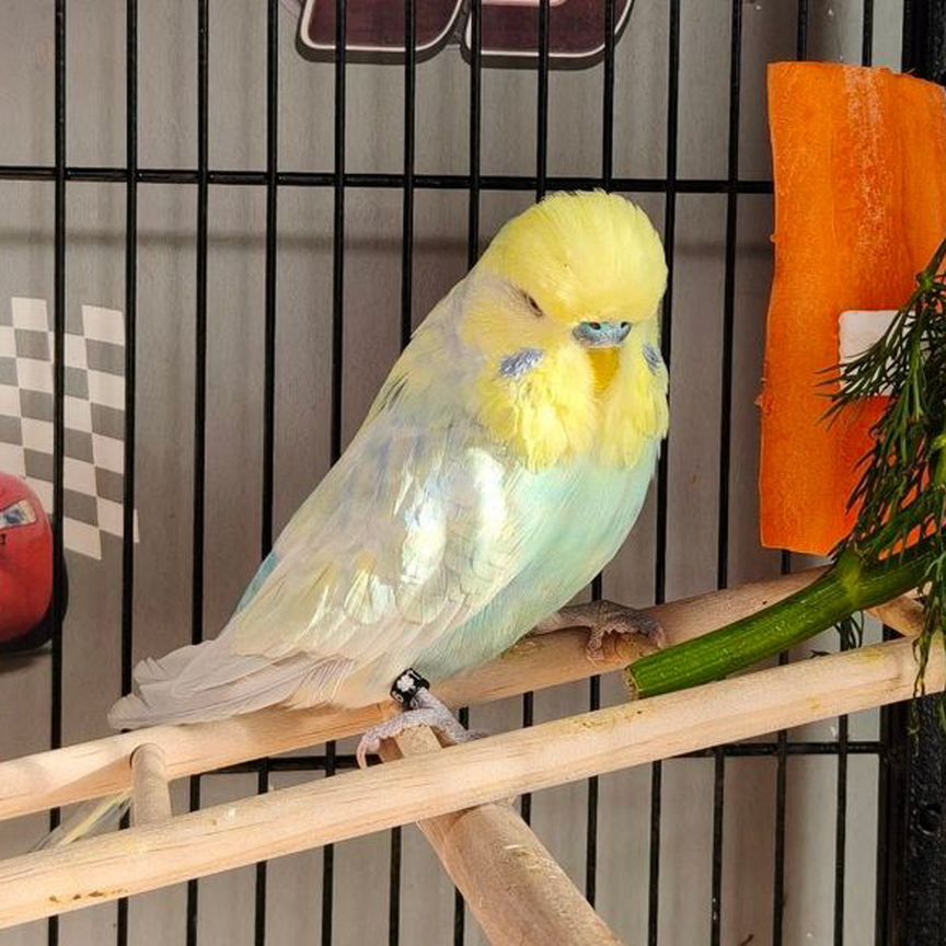 Выставочные попугайчики (ввп, чехи)