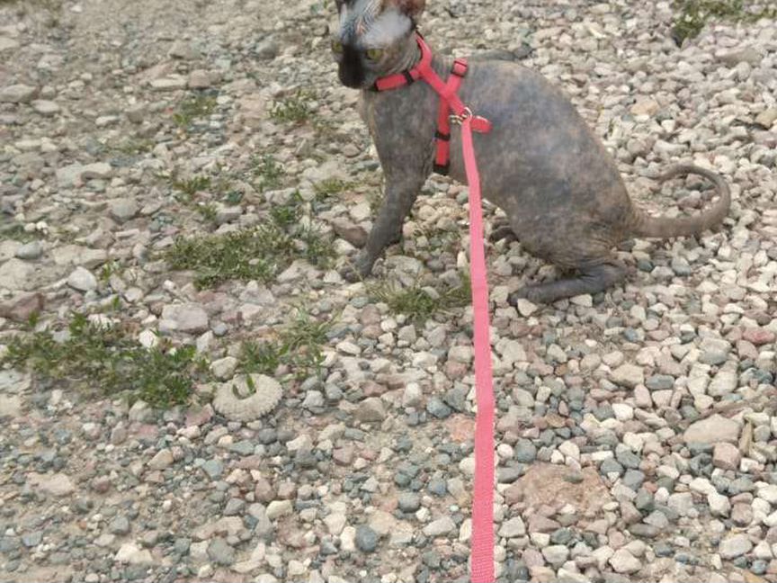 Продам кошку сфинкса