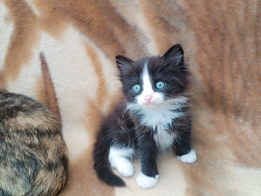 Кошка