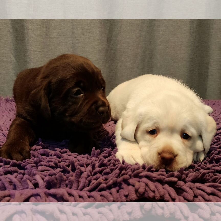 Лабрадор-ретривер, щенок