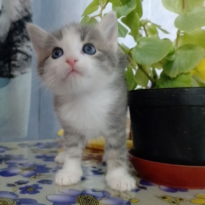 Два котика и одна кошечка в добрые руки