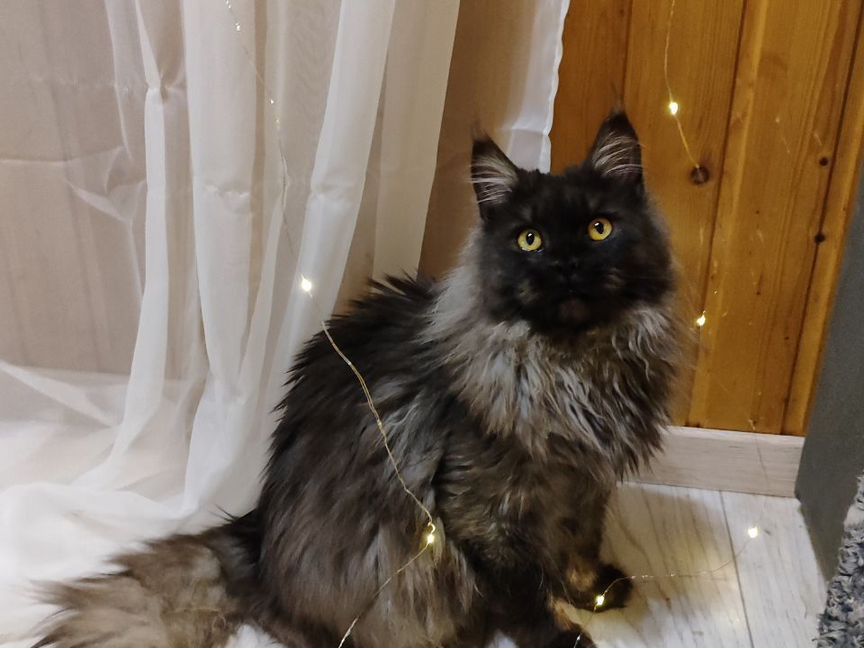 Кошка Менй Куна подросток ns