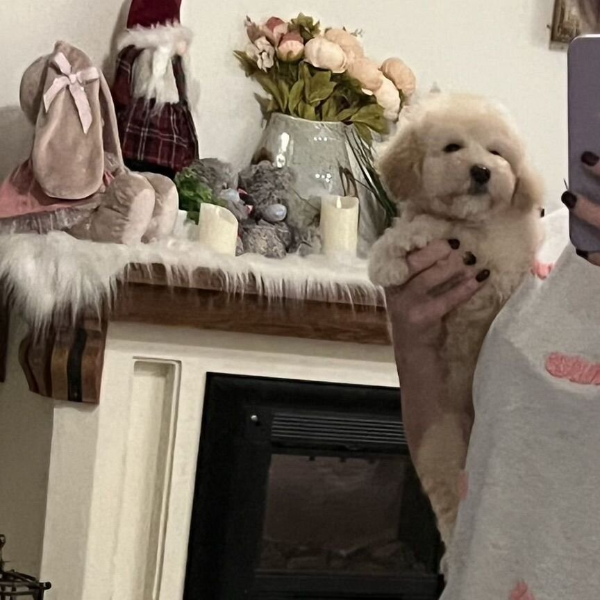 Той пудель мальчик