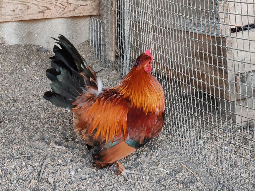 Карликовые петухи