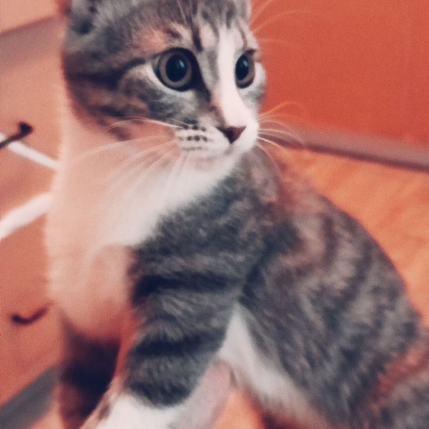 Шотландская