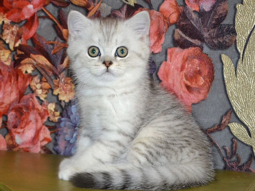 Шотландские котята