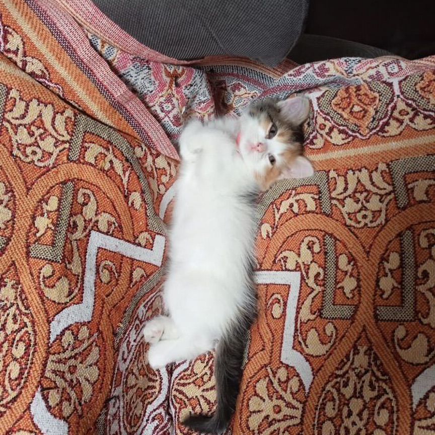 Котянок в добрые руки