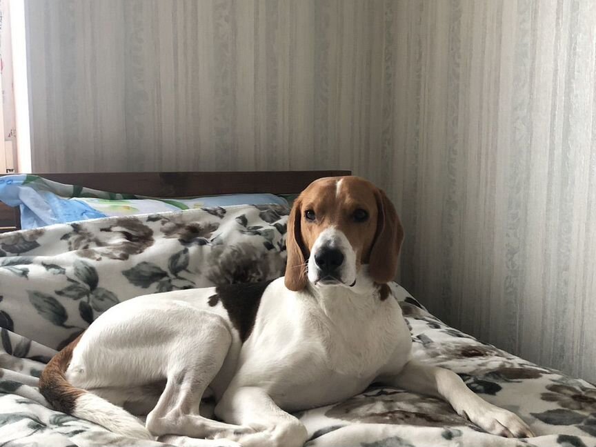 Собака в добрые руки отдам бесплатно