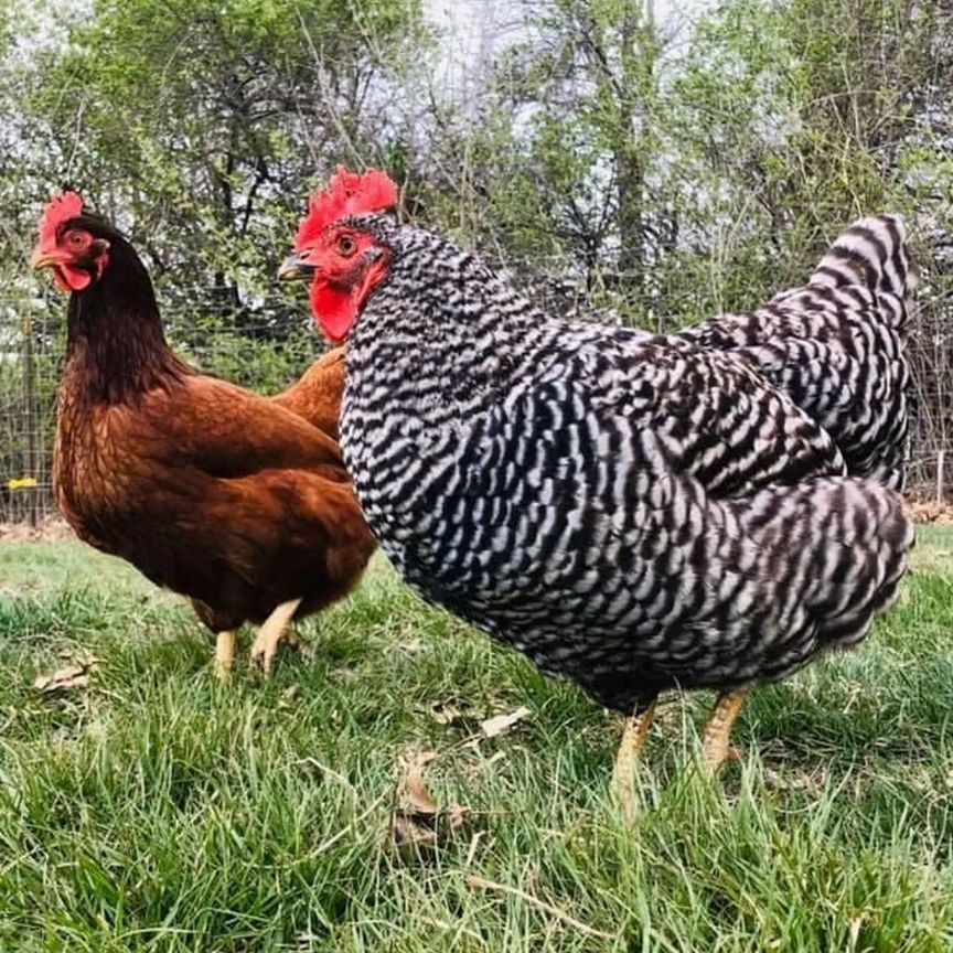 Куры несушки – продуктивные