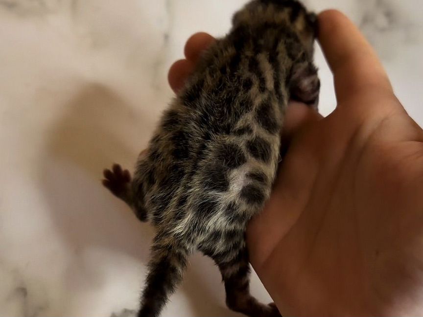 Бенгальские котята
