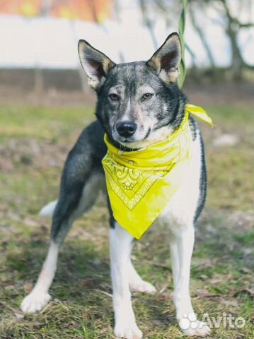 Собака Габи в дар из приюта