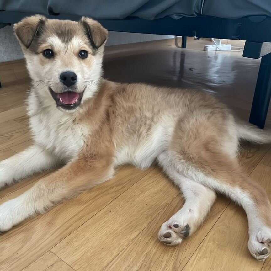 Щенок в добрые руки