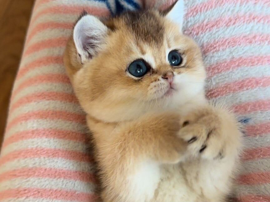 Британские котята золотая шиншилла