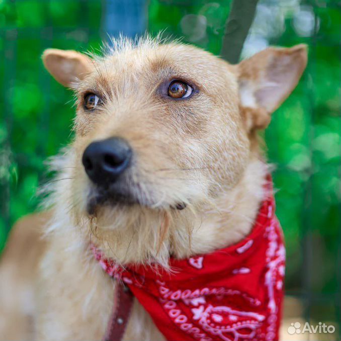 Бородатик спаси из приюта