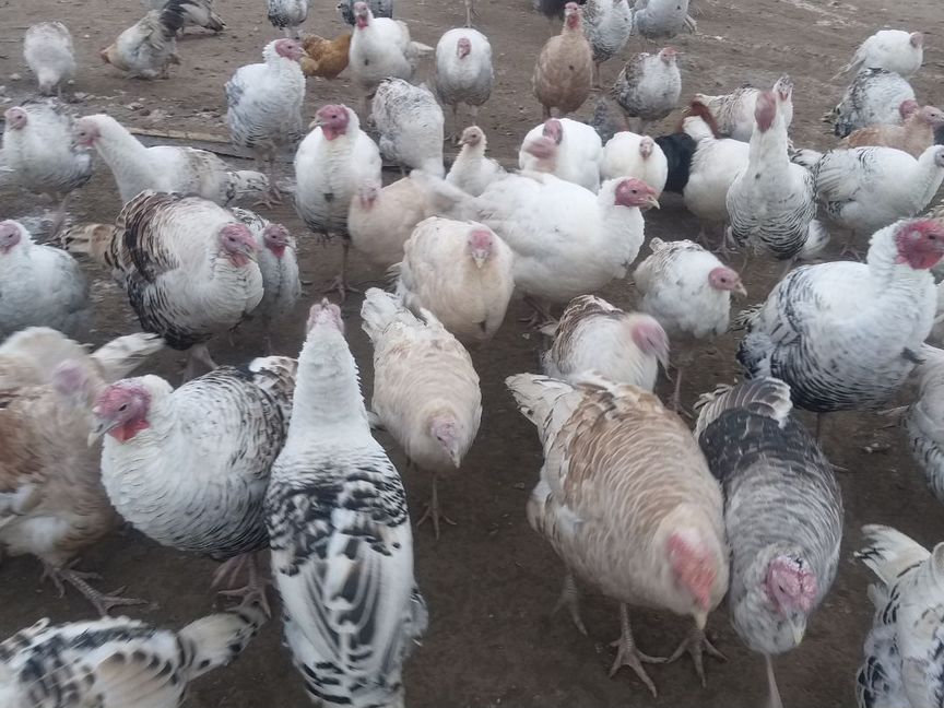 Индюки индюшки