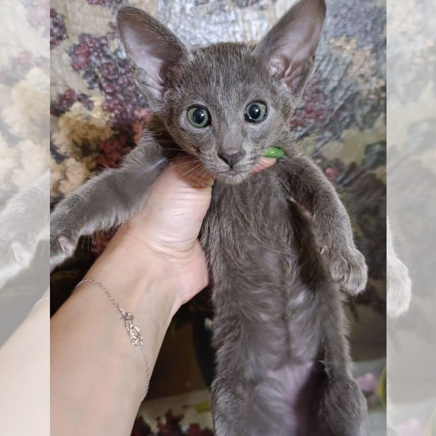 Ориентальные котята