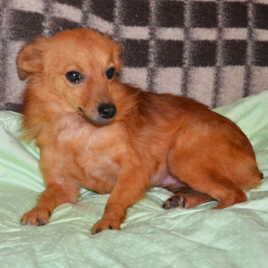 Взрослая собака в добрые руки