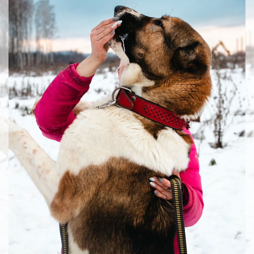 Среднеазиатская овчарка, взрослая собака