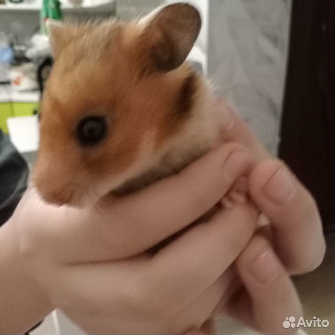 Серийские хомяки