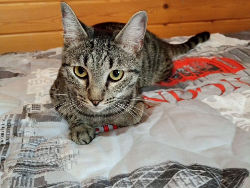 Котик подросток