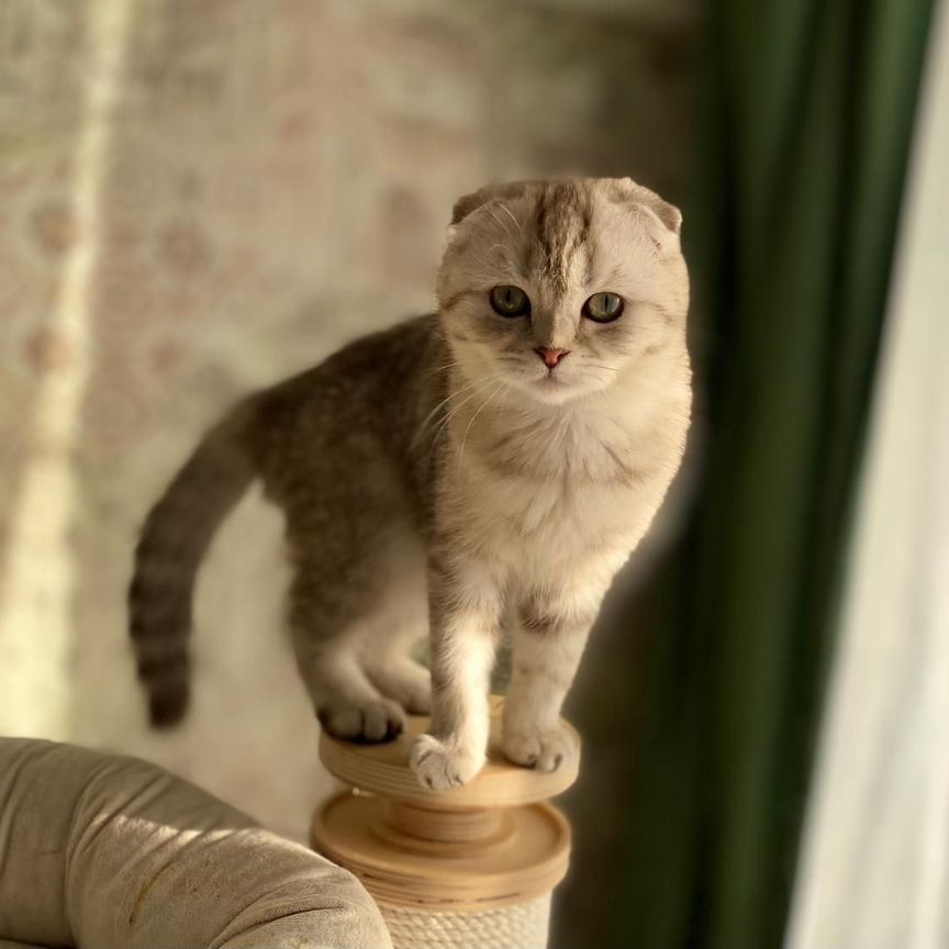 Шотландская дева