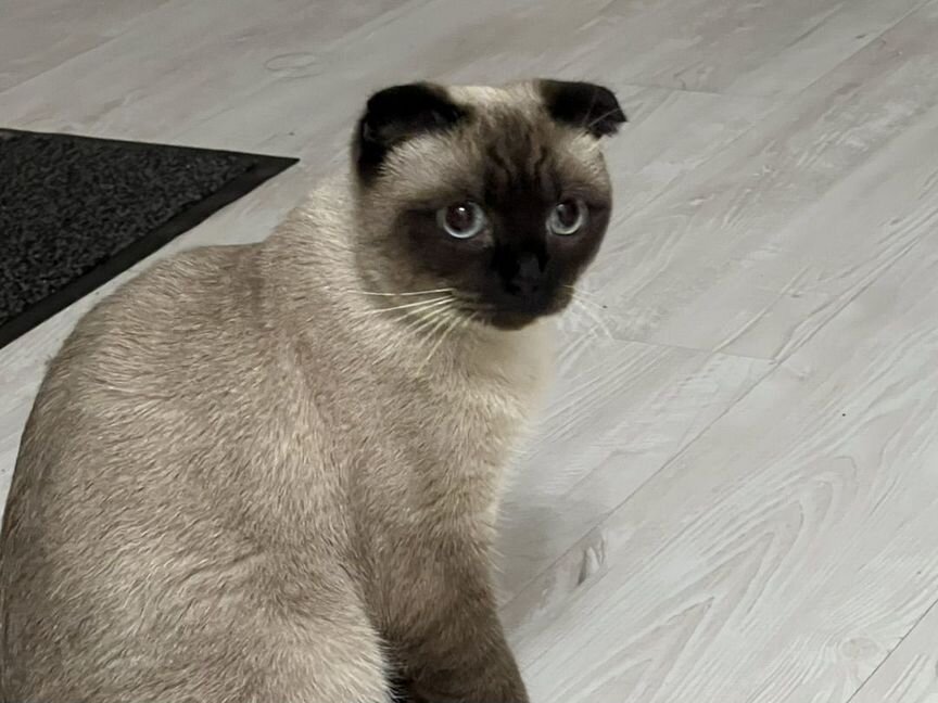 Ищет дом кошка и котенок