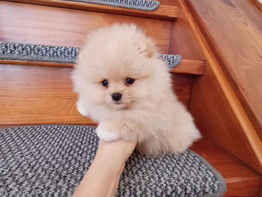 Эти прекрасные щенки ждут вас