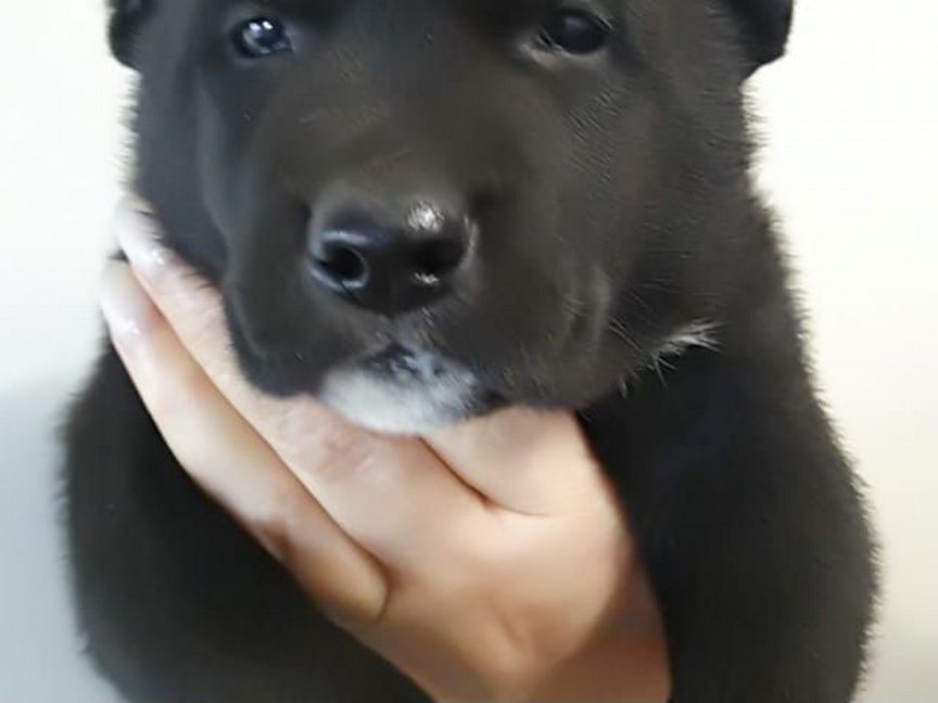 Щенки Алабая(Средне азиатской овчарки)