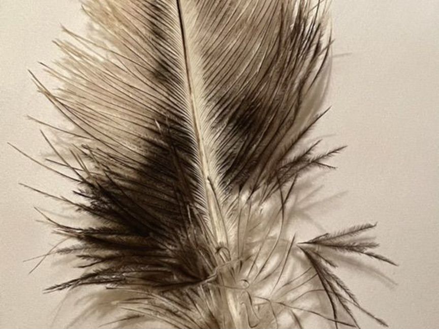 Страусиное перо