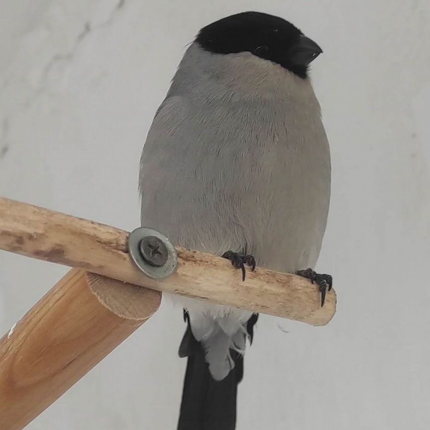 Серый снегирь