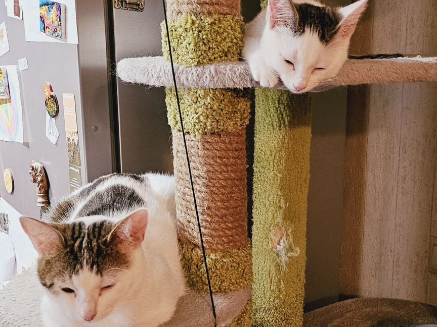 Кошки в добрые руки