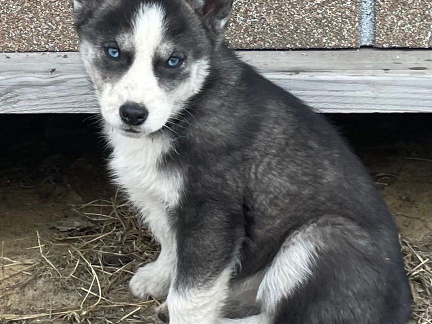 Помесная хасеночка, 2,5 месяца, нужен дом