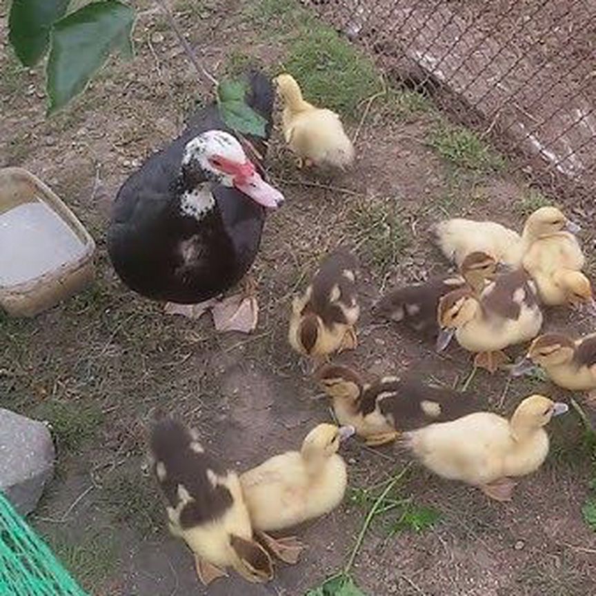 Мускусные утки