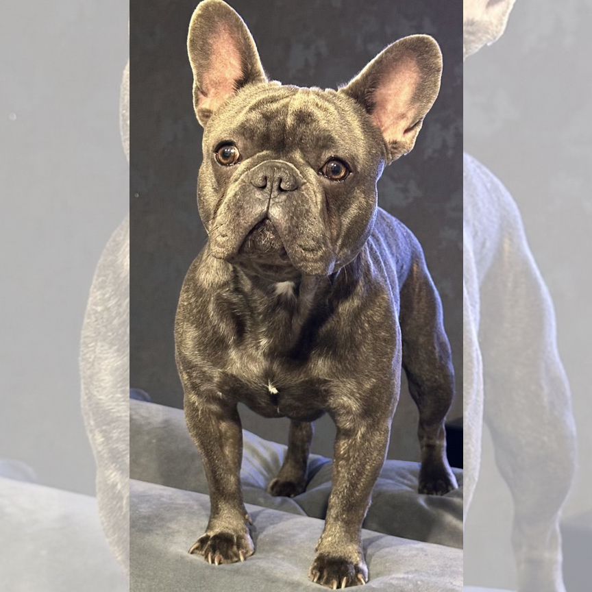 Французский бульдог, вязка