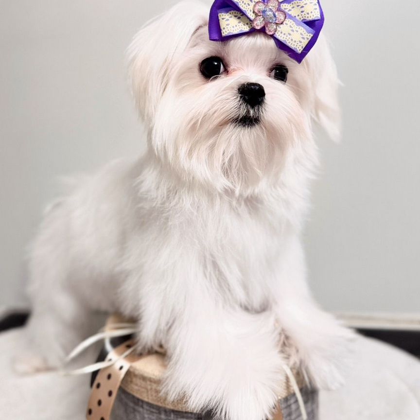 Мальтезе Корея девочка