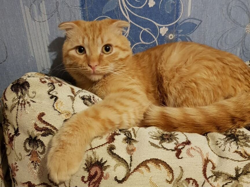 Рыжий вислоухий котик подросток в добрые руки