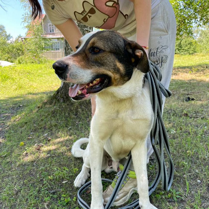 Добрый мальчик ищет дом