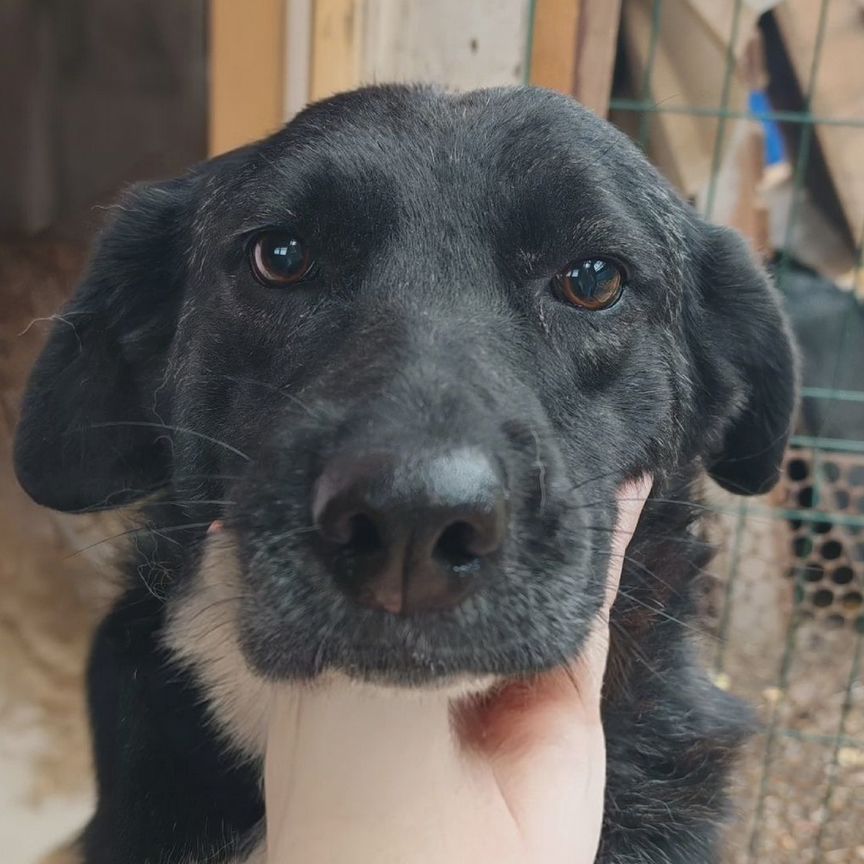 Собака в добрые руки