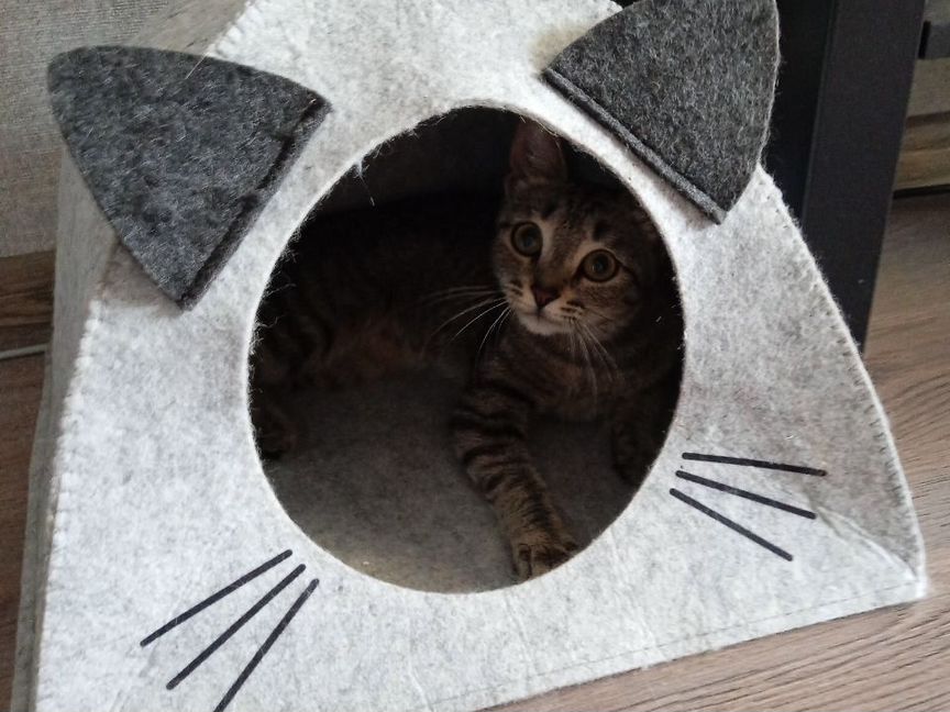 Кошка 7-8 месяцев