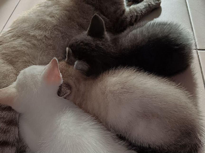 Котята