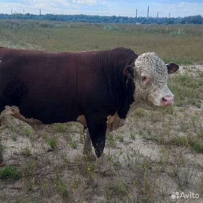 Бык герефорд