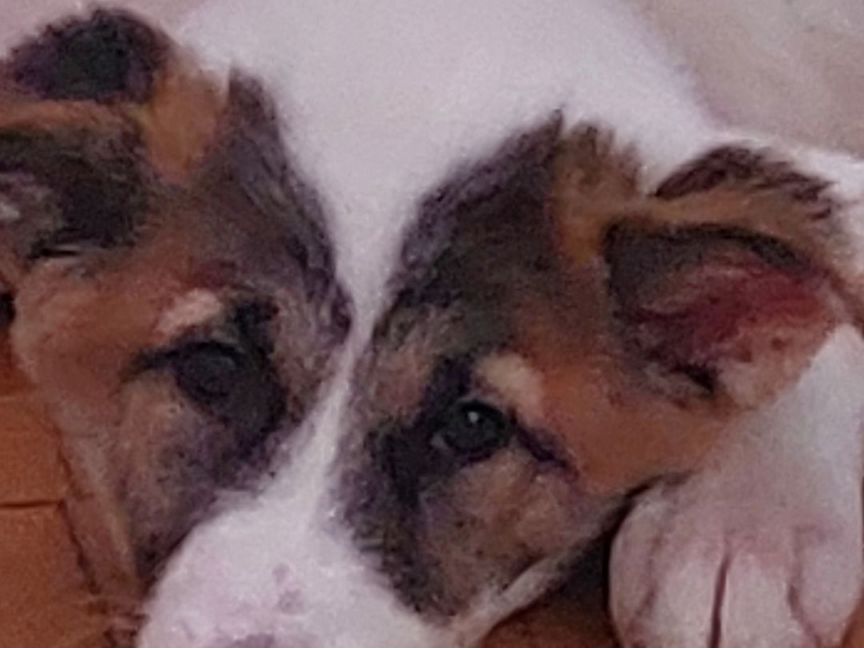 Беленькая и пушистая Смесь лайки и немецкойовчарки