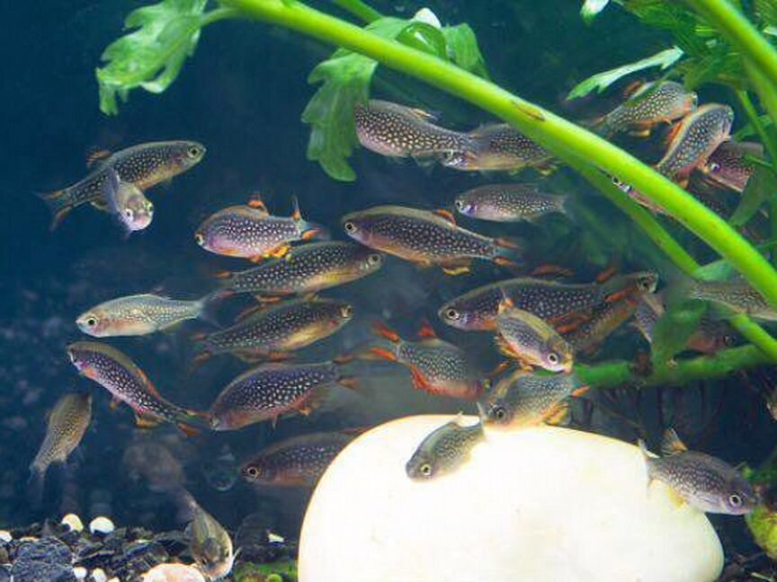 Микрорасбора галактика