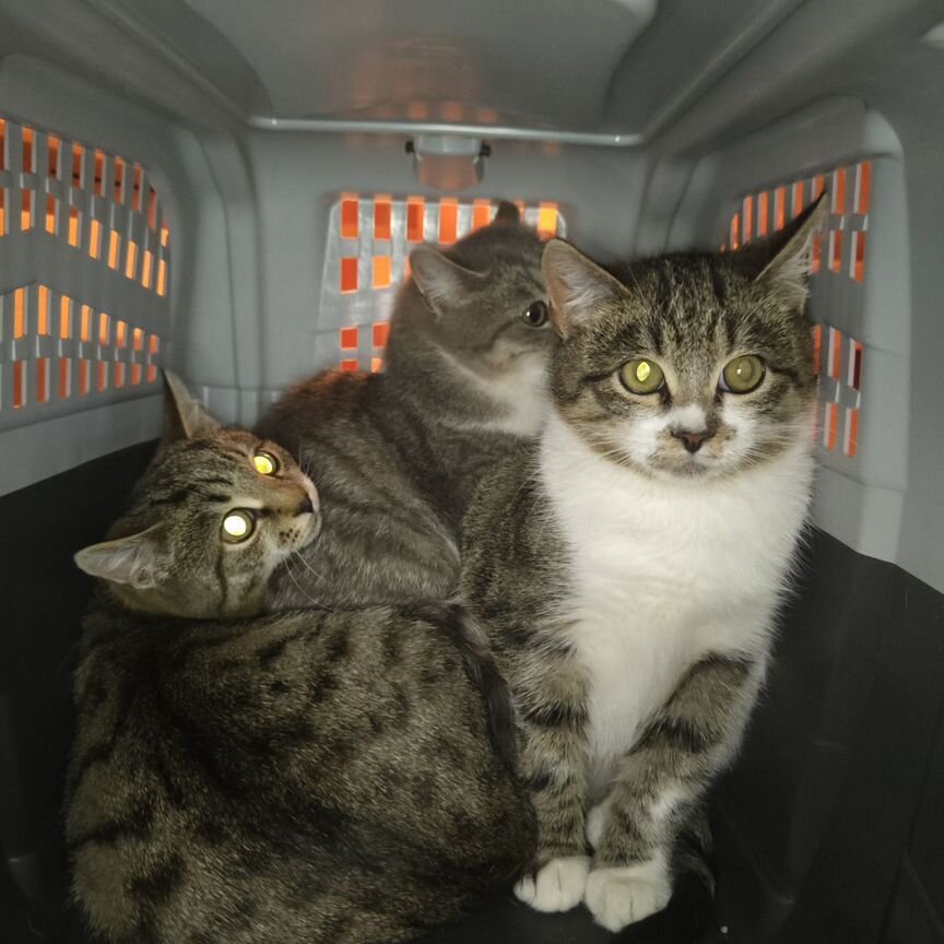 Бездомные котята ищут дом или передержку