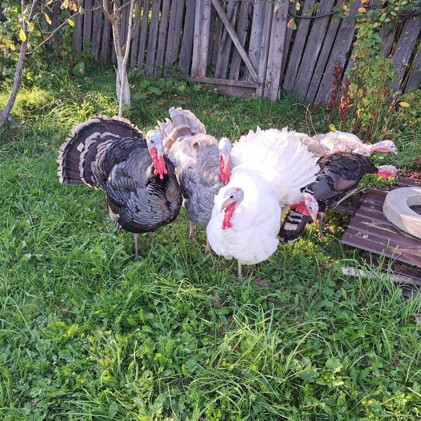 Индюки семья