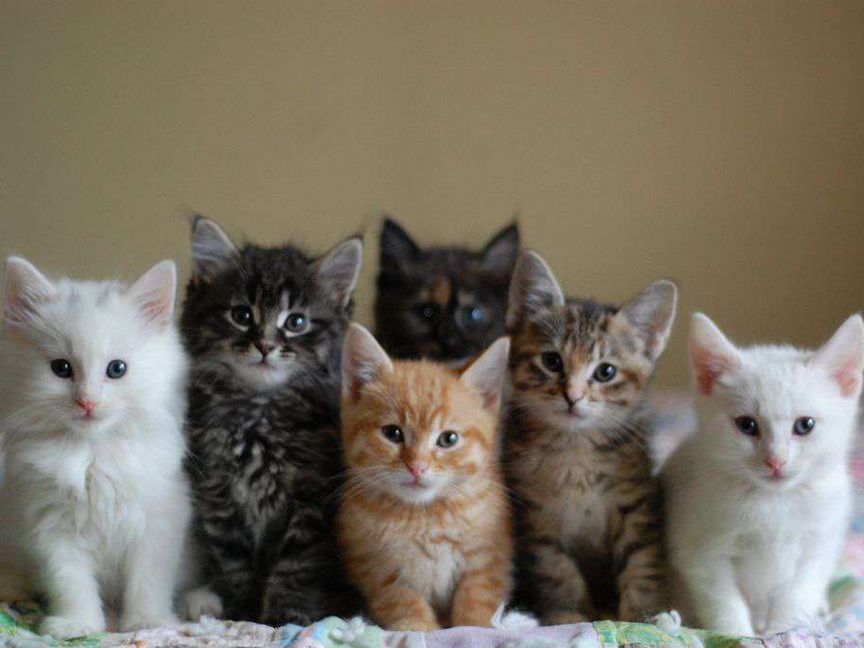 Котята в добрые руки,разный возраст