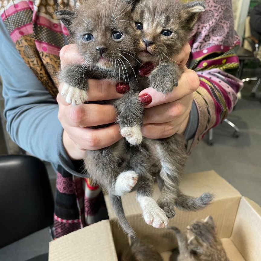 Котята отдам в добрые руки бесплатно