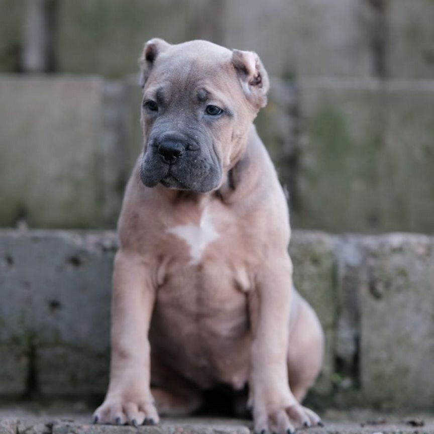 Щенки кане корсо форментино