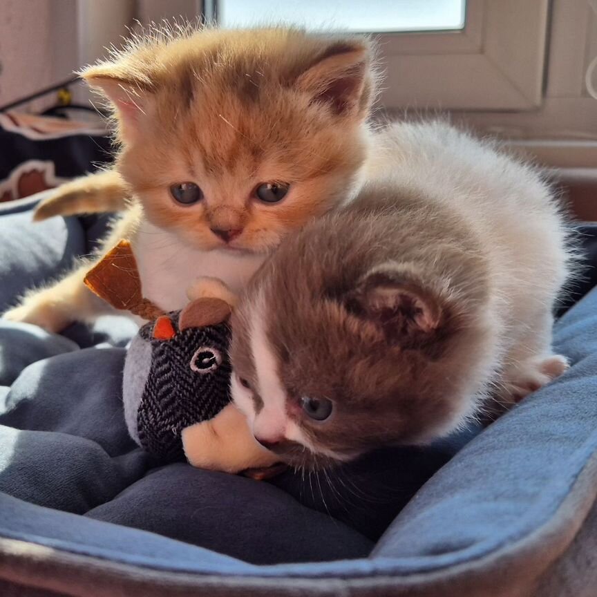 Британский короткошёрстный котёнок