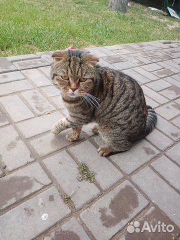 Кот шотландский, красивый и очень умный